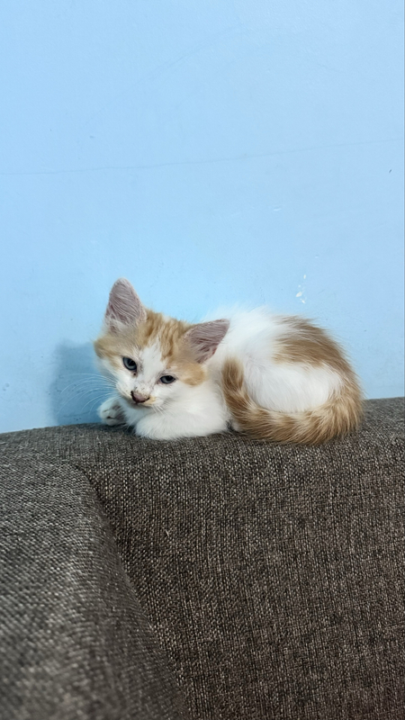 Домашние котятки отдаю даром