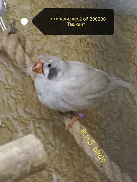 Продаются амадины,разные