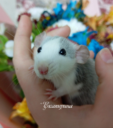 Крысы хаски ручные
