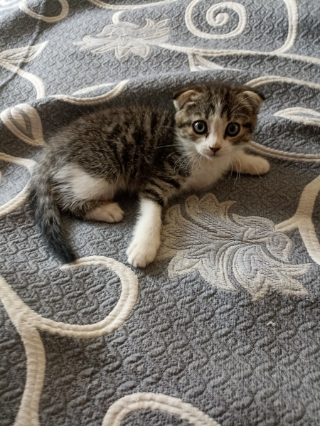 Чистокровный Вислоухий Scottish Fold (кошка)