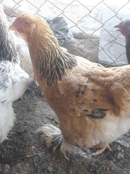Brama tovuq tuxumlari sotiladi