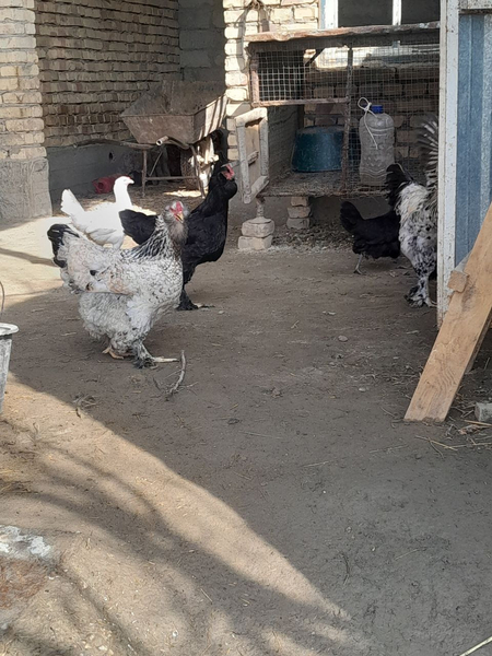 Uy parandalari sotiladi