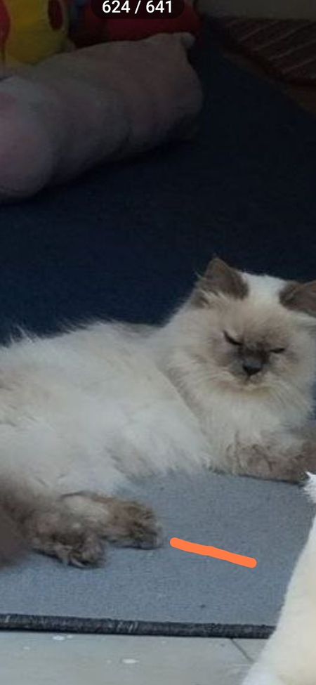 Mushuk yoʻqoldi ismi COCO,,zoti Persian