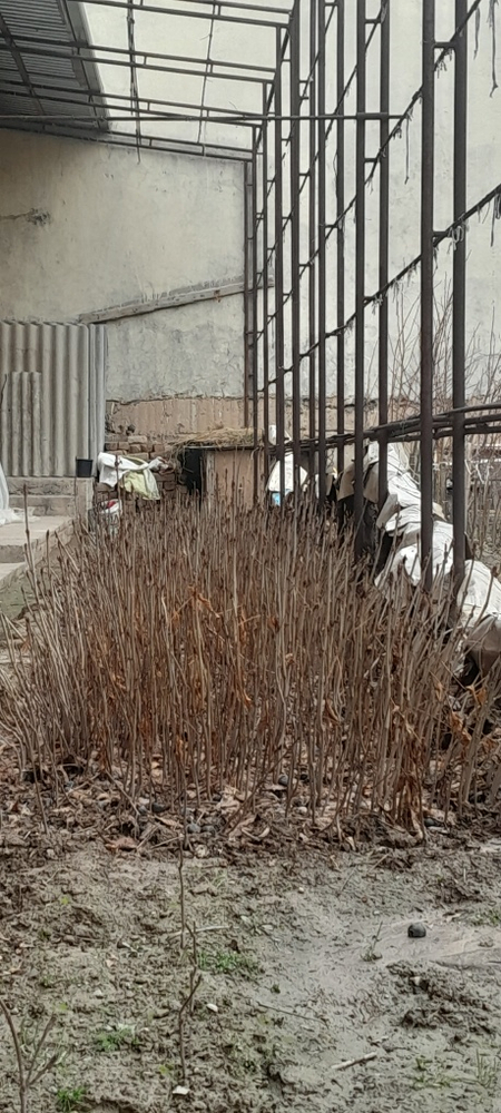 Kashtan kòchatlar