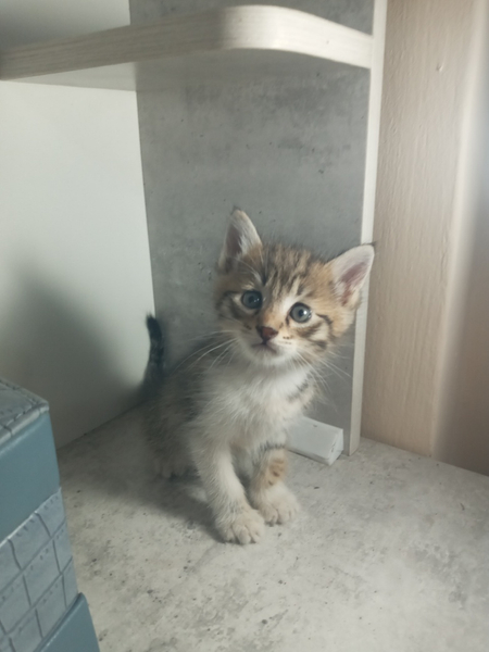 Породистая котёнок