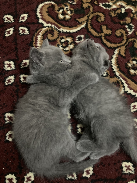 Скоттиш страйт
