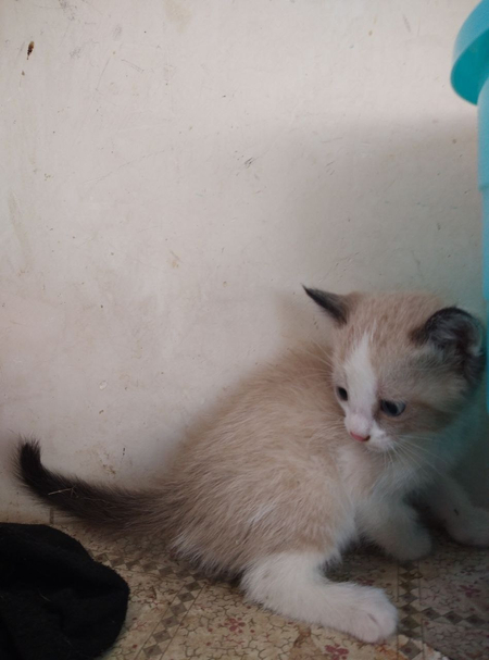 Продается сиамский котенок