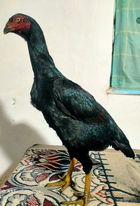 Kulangi tuxumlari sotiladi