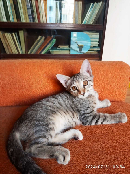 Котята в добрые руки. Смотрите фото