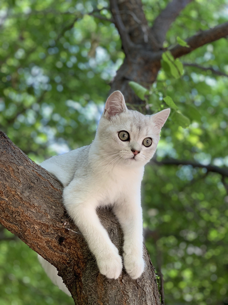 Britanskiy shinshilla