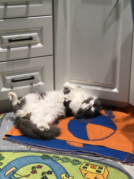 Вязка скоттиш фолд