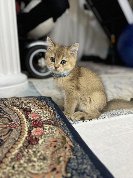 Zoti скотиш фолд золотой шиншила  скотиш страйт