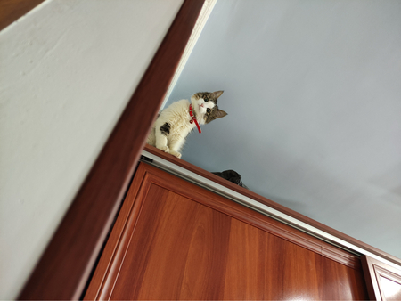 Кошка дрессированная