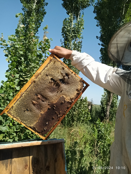 Шифобахш тоғ асали