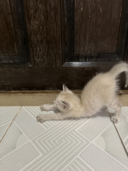 Сиамская кошка