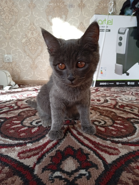 Skotish Strayt Qiz Bola 2.yarim oyli