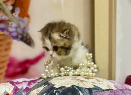 Шотланский Скоттиш Фолд !