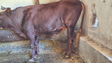 Buqalar sotiladi, 2 ta. Буқалар сотилади, 2 та.