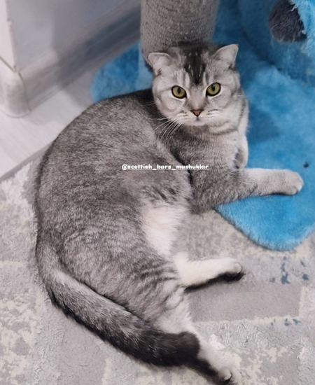 Мушук зотдор,кошка Скоттиш фолд шиншилла