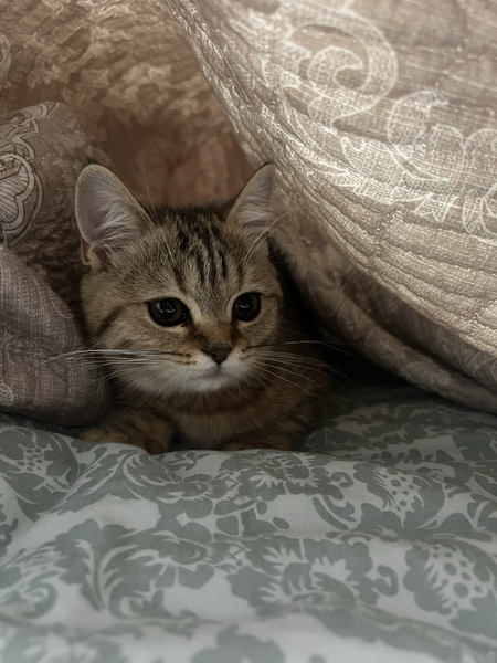 Продается кошка скоттиш страйт