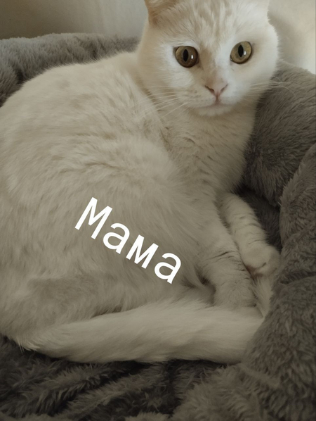 Мушукчалар сотилади