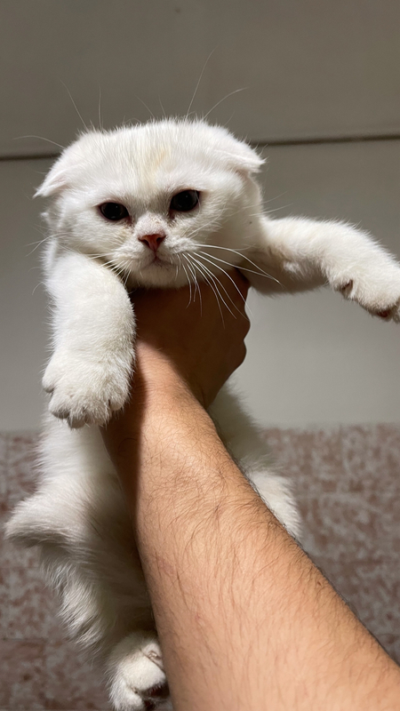Кошка породистые