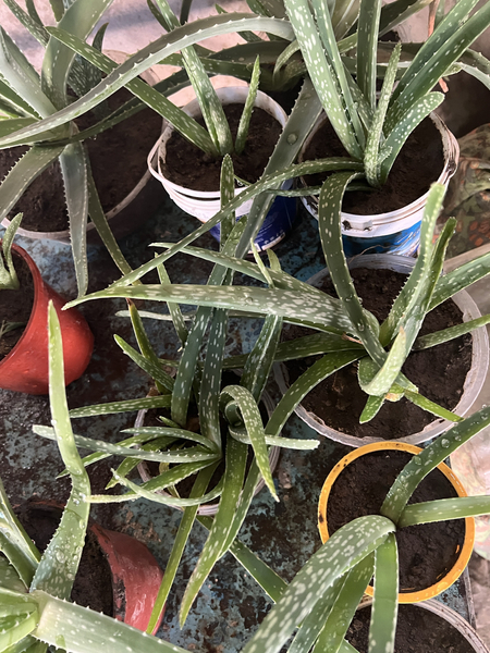 10.000 dan 40.000 gacha aloe gullari