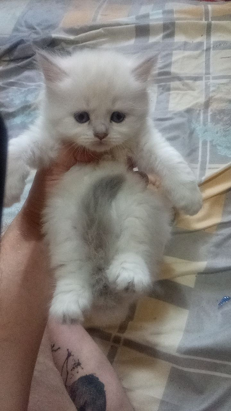 Продам котят , шатланские