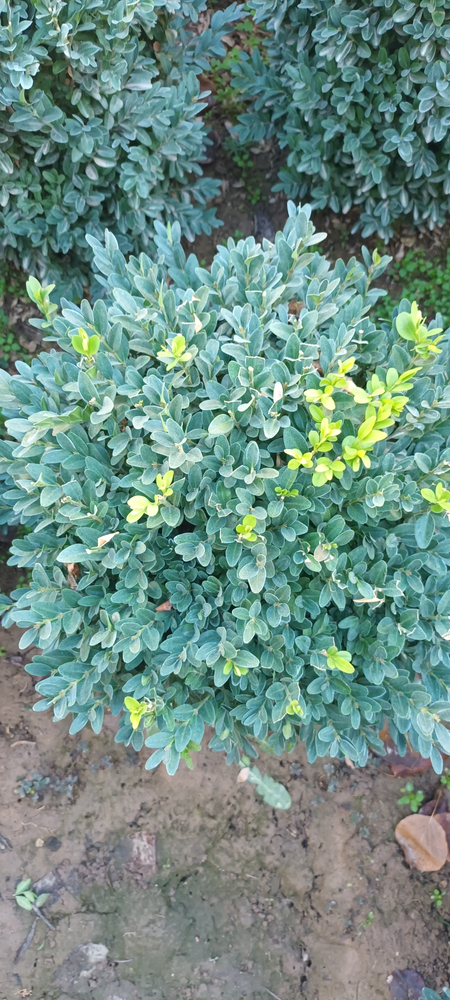 Shamshod ko\\\'chatlari  sotiladi