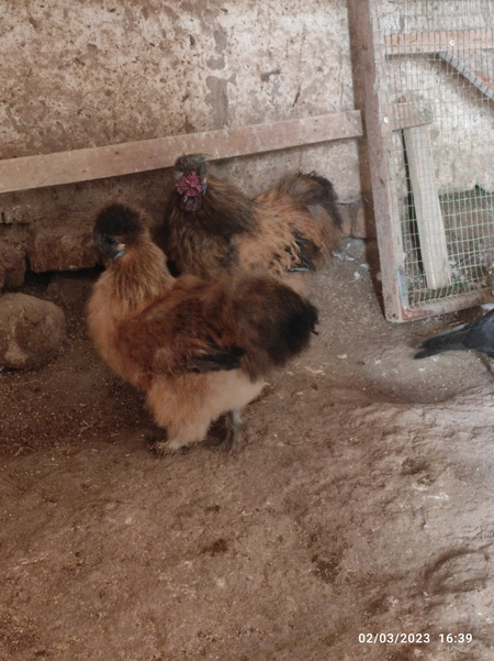 Xitayiski sholk sotladi