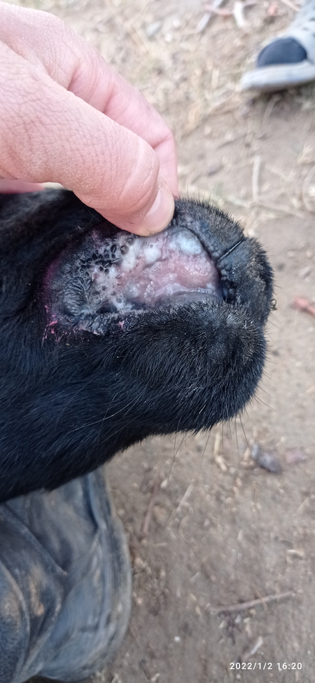 Ветеринар Veterinar