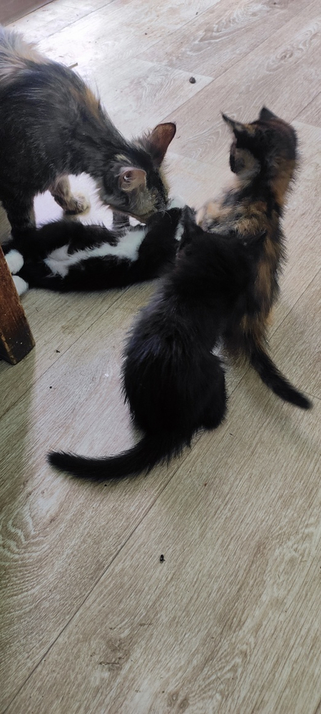 Отдам котят в хорошие руки