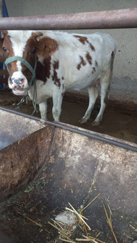 Ona bola sigirlar sotiladi
