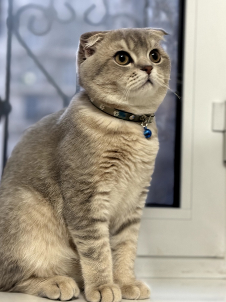 Сватим кота с пародистим кошкам