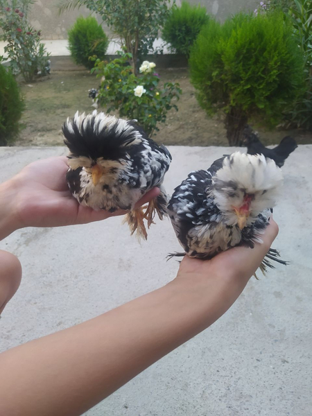 Японча корейский