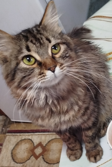 Бесплатно котенок, котик мальчики