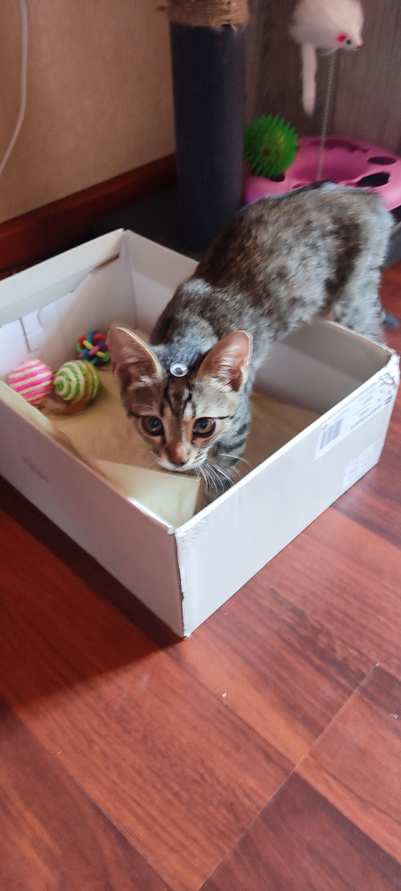 Пристраивается котёнок