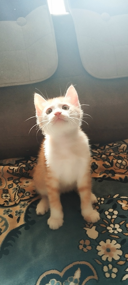 Продётся котёнок