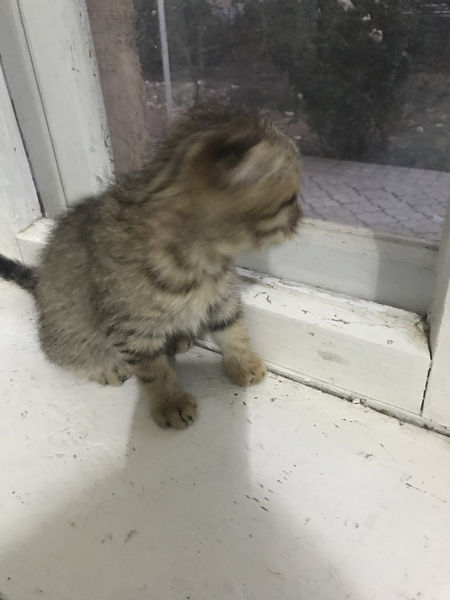 Британкий Вислоухий котенок продается
