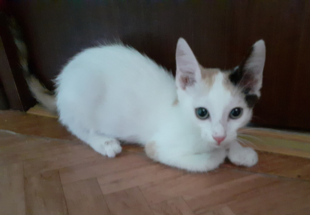 Пристраивается котёнок девочка