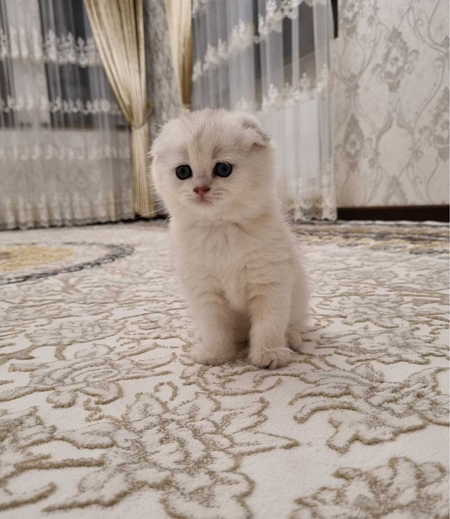 Scottish fold 2 oylik