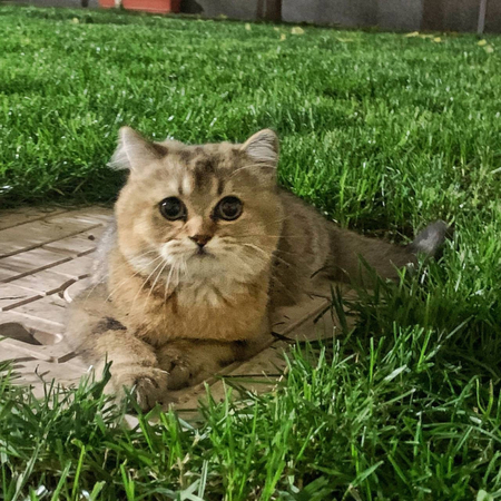 british gold chinchilla toza qon 150$, kelishamiz