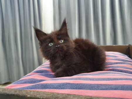 Мейн-Куны котята