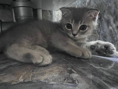Котёнок скоттиш фолд