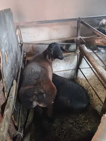 Кузи кочкор сотилади Quzi qochkor sotiladi