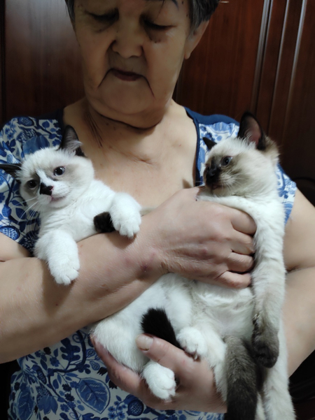 Бирманские котята