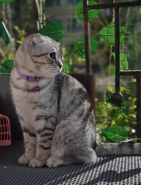 Срочно Вязка скотиш