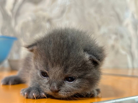 Продаю Котят Скоттиш фолд и Скоттиш страйт