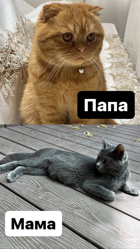 Британские короткошерстные котенки