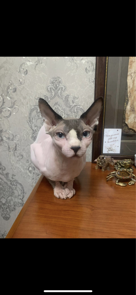 Породистая кошка Сфинкс